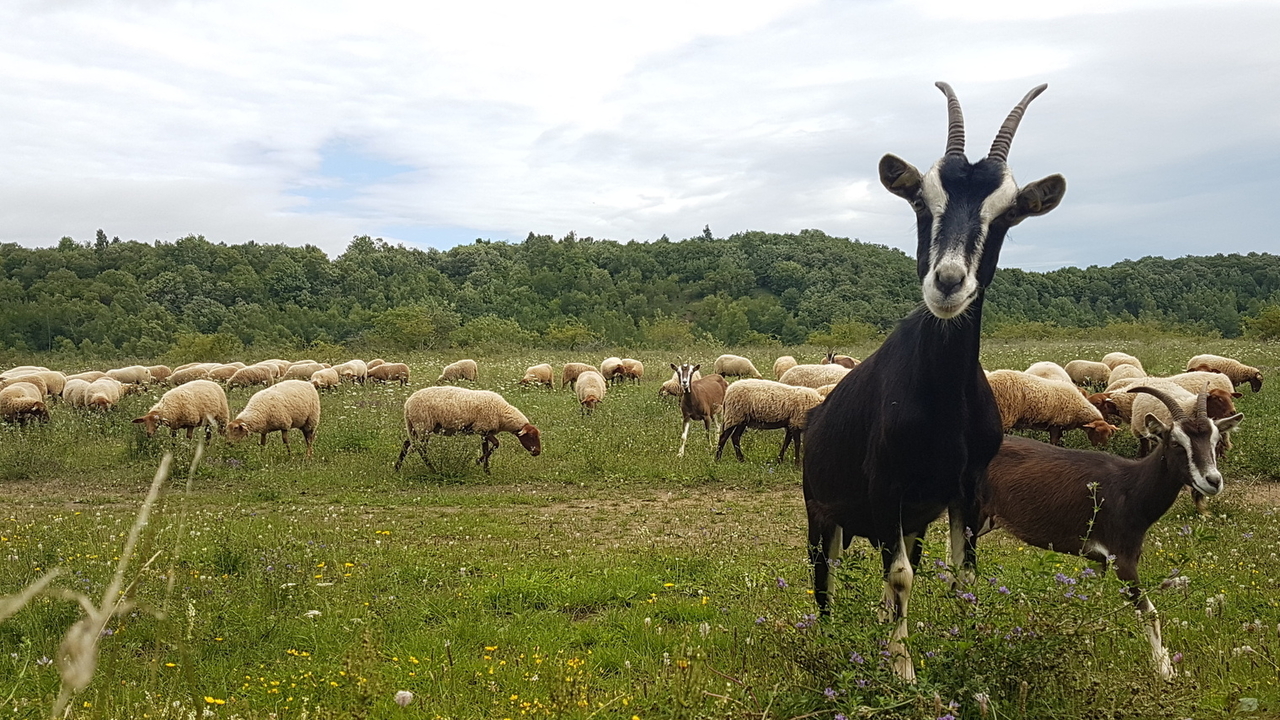 RTL - ALVA: 339 Déieren an 180 Betriber zu Lëtzebuerg mat der Blo-Zonge-Kränkt infizéiert